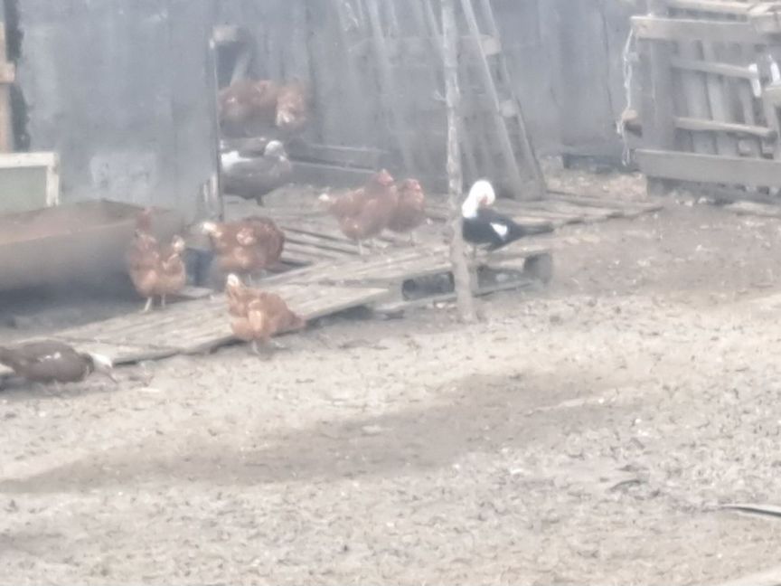 Куры несушки, утки шипуны