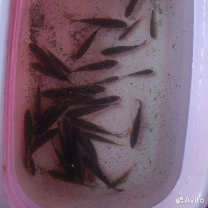 Карась живой