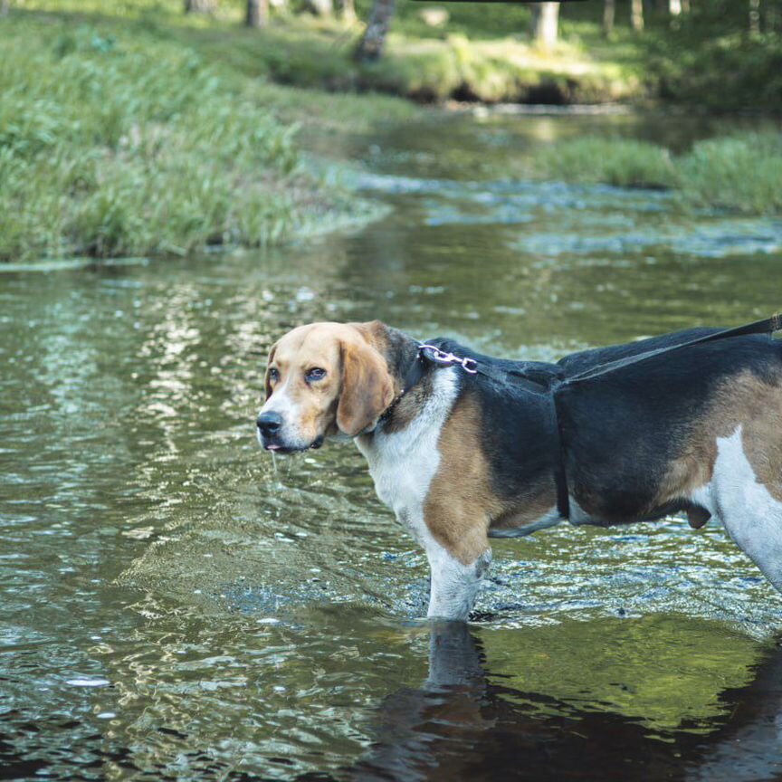 Собака в добрые руки отдам бесплатно