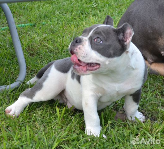Американский булли экзот