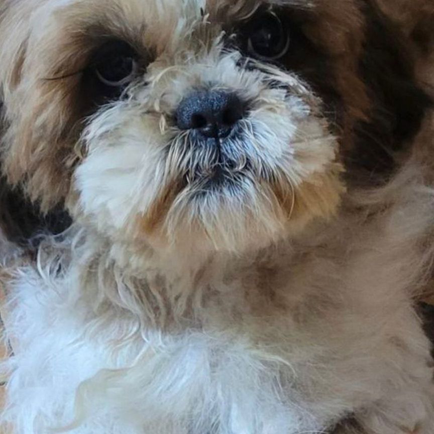 Собака в добрые руки отдам бесплатно