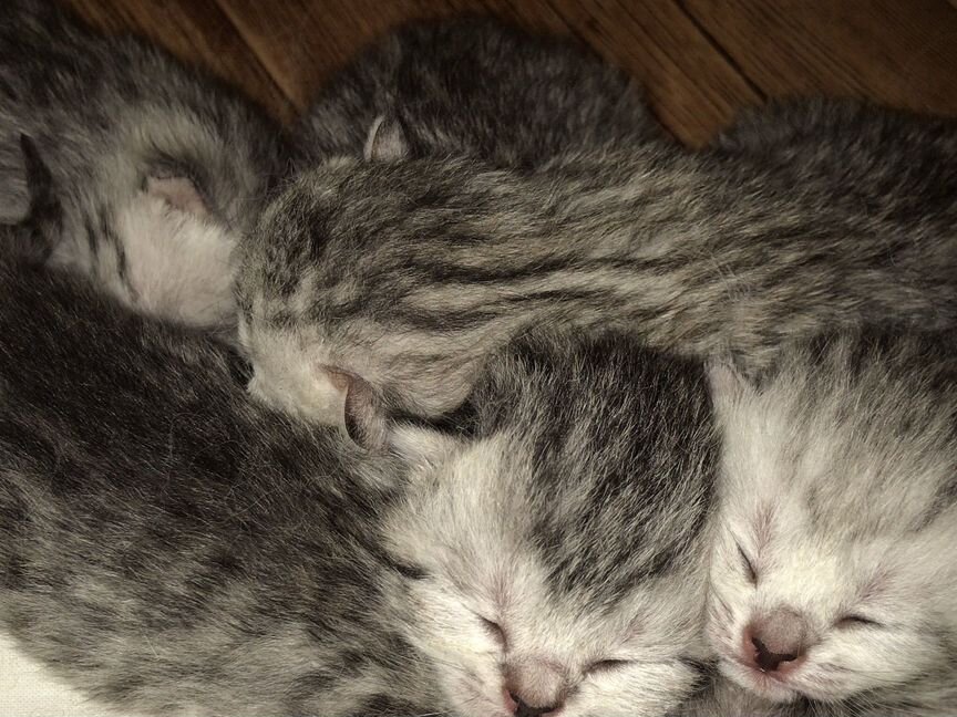 Шотладские котята
