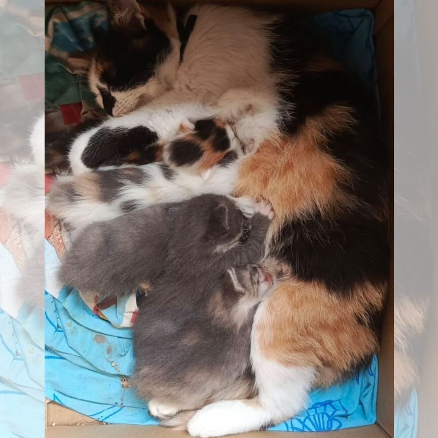 Котята в добрые руки бесплатно