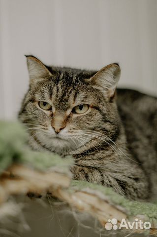 Кошечка Ёжик в добрые руки