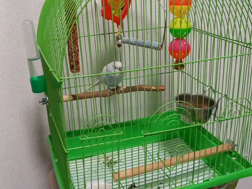 Волнистый попугай с клеткой