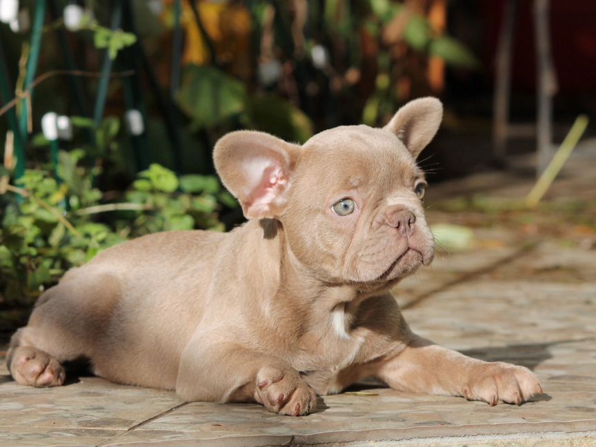 Золотая француженка изабелла