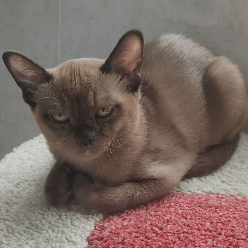 Европейский бурманский котёнок