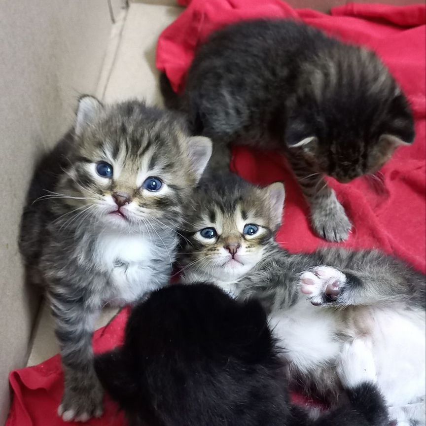 Котята в добрые руки