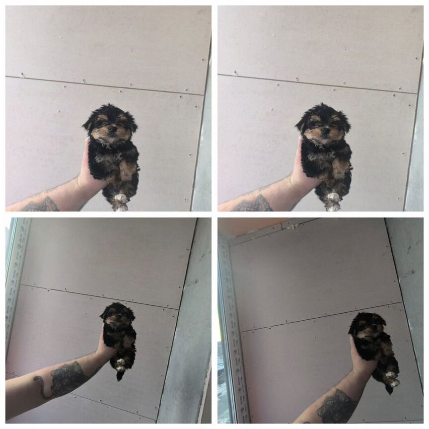 Мальтипу мальчик мини фантом. Доставка