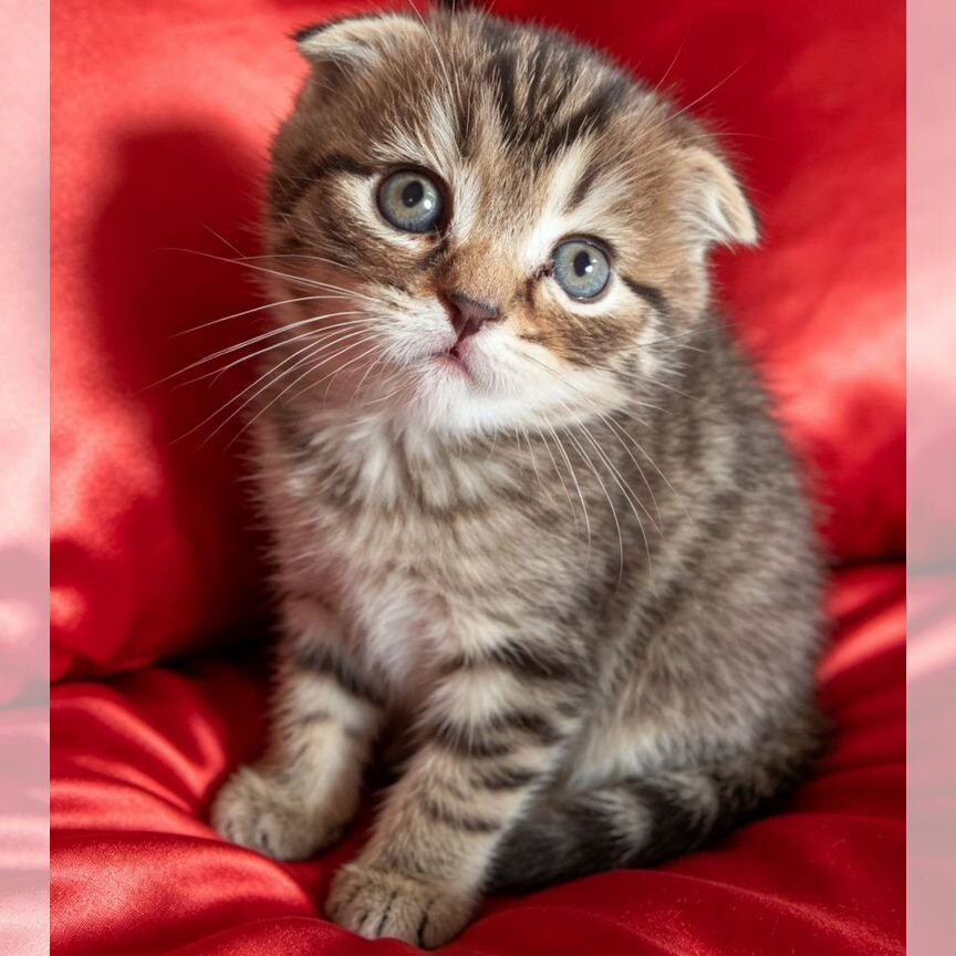 Шотландский вислоухий короткошёрстный котёнок