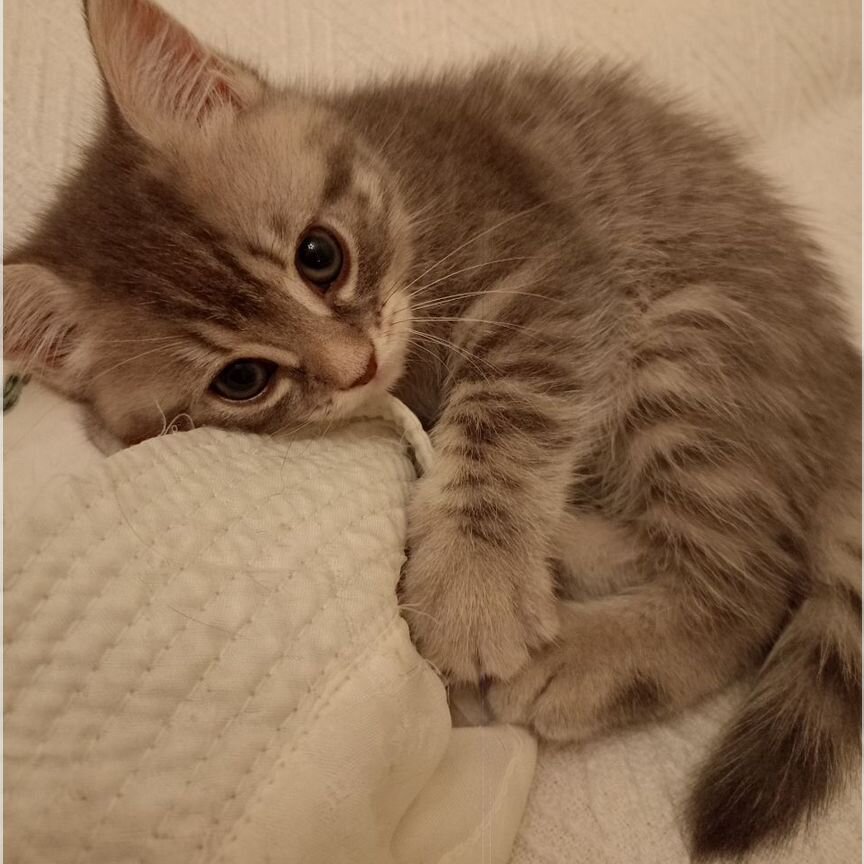 Шотландская прямоухая котенок девочка