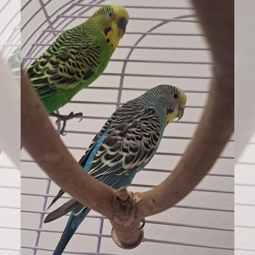 Волнистый попугай