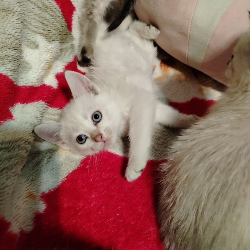 Котятки в добрые руки