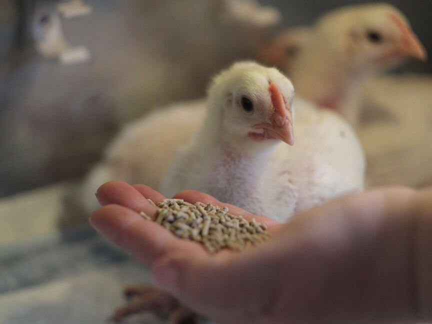 Бройлер кобб500