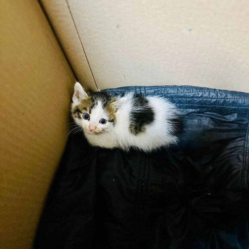 Котенок мальчик