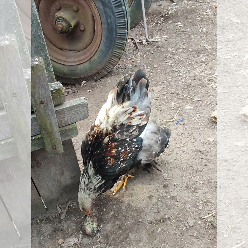 Петушок брама