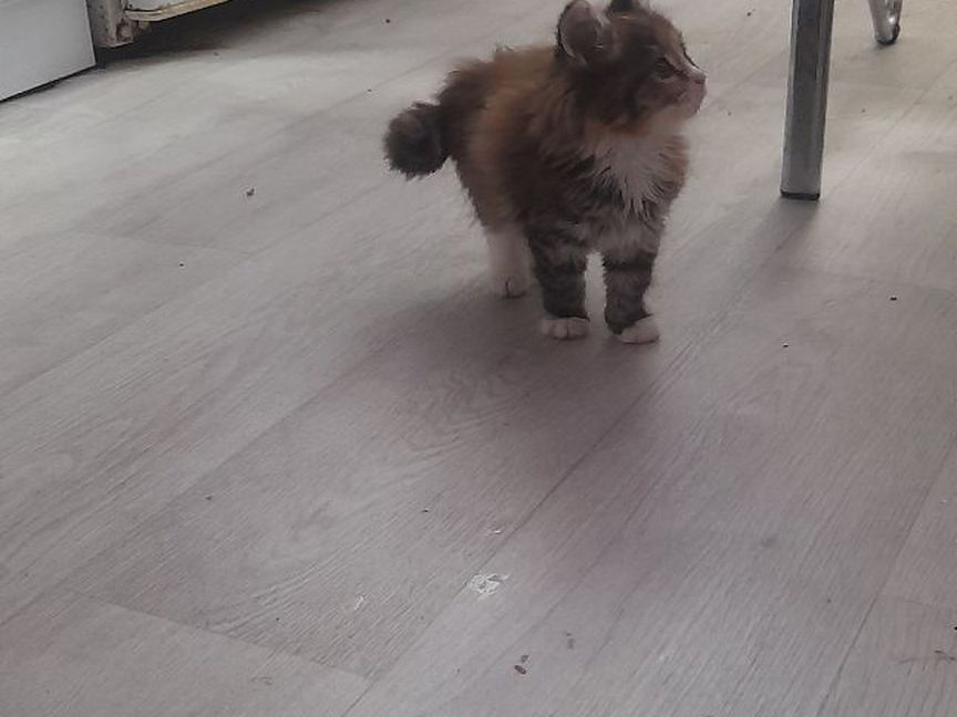Отдам принцесску