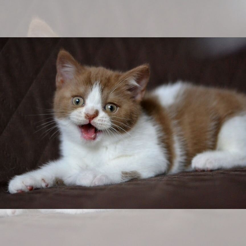 Шотландский прямоухий короткошёрстный котёнок