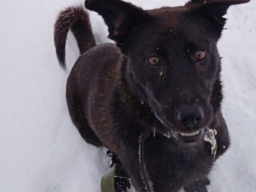 В добрые руки