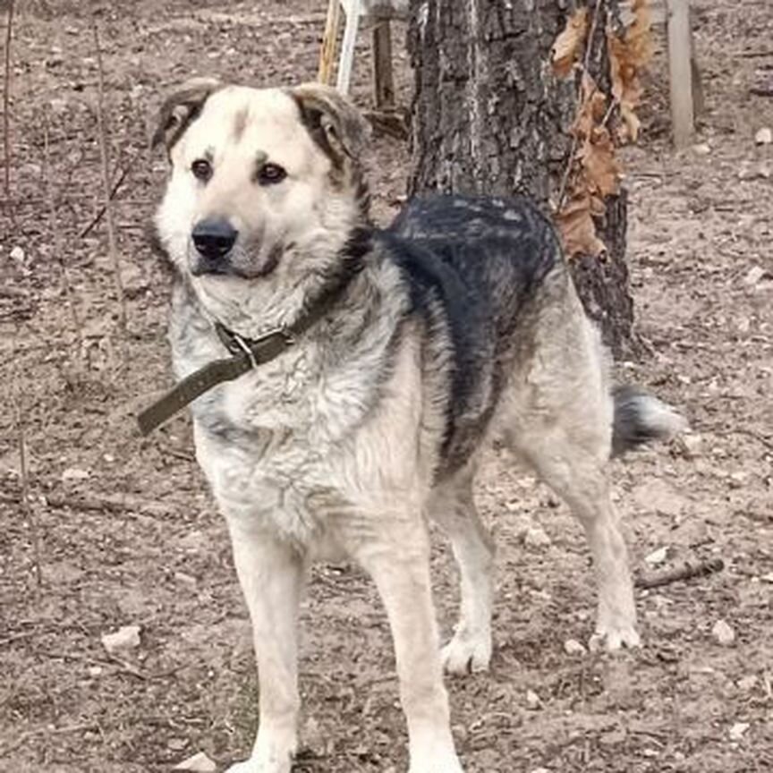 Взрослый пёс в добрые руки