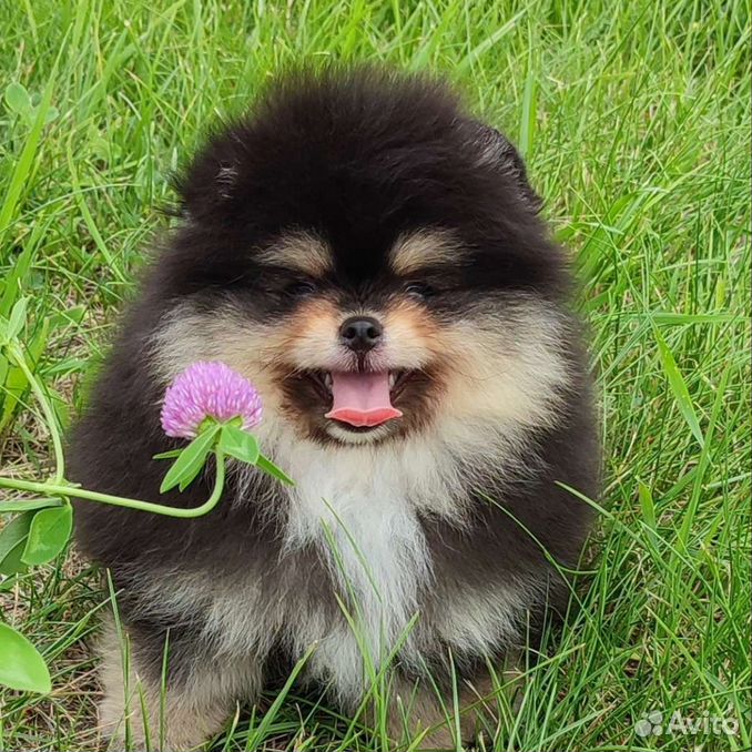 Мальчик миниатюрного шпица