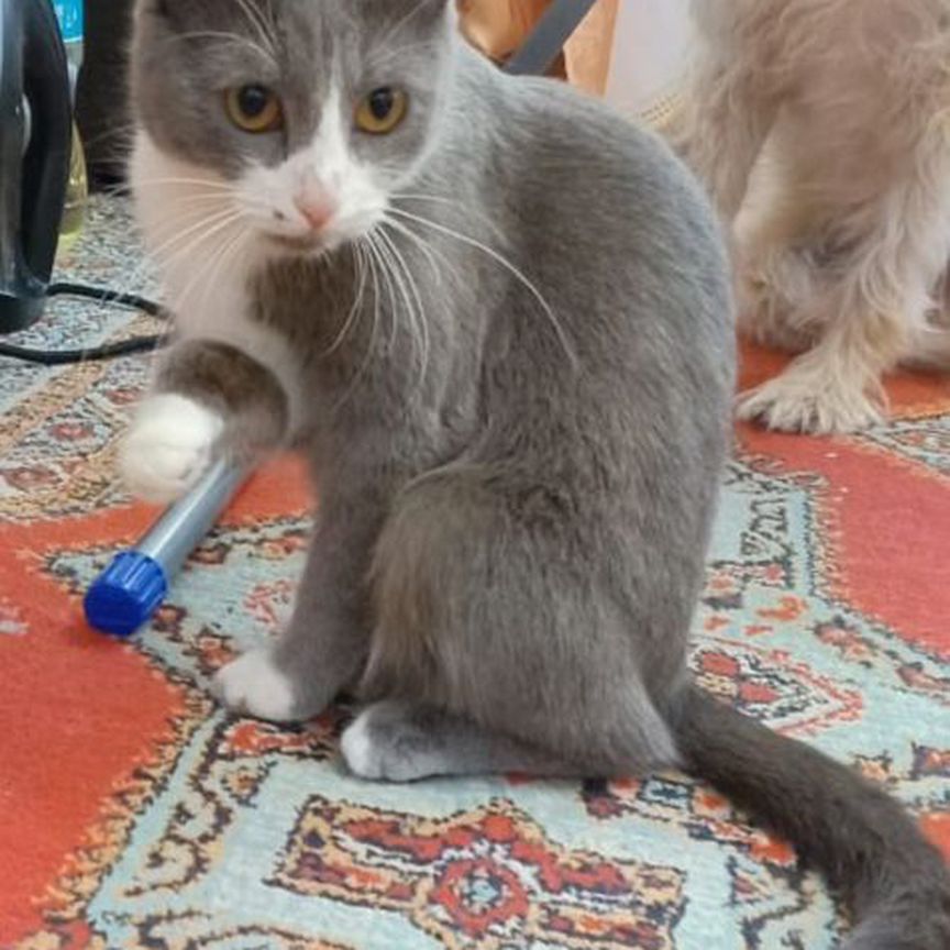 Кошечка Муся