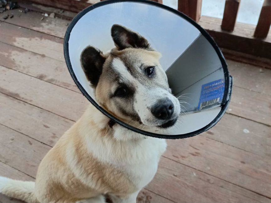 Чудесный парень ищет дом