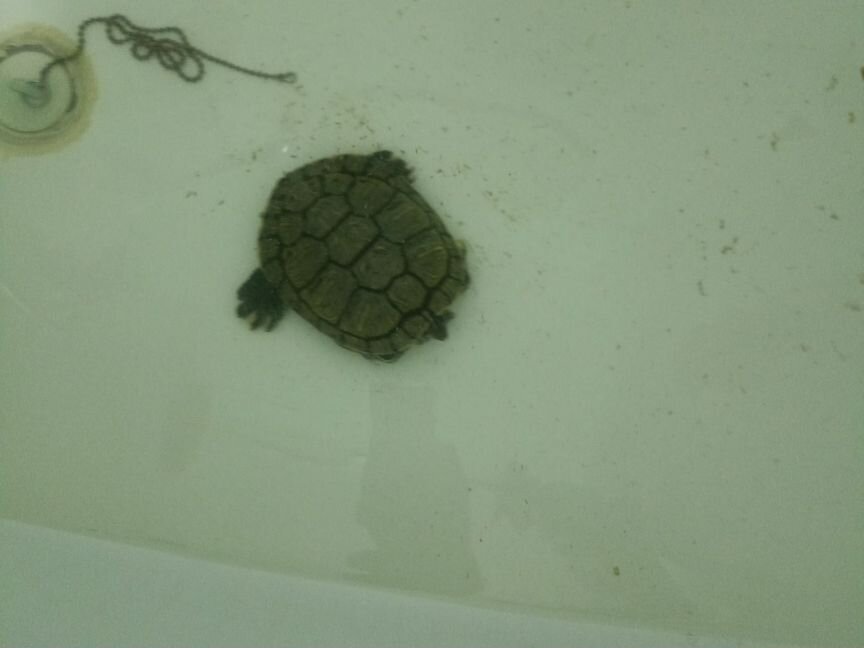 Красноухая черепаха бесплатно