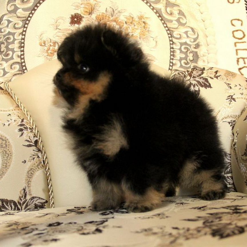 Черно-подпалый шпиц, мальчик