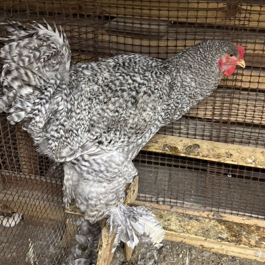 Петух породы Брама