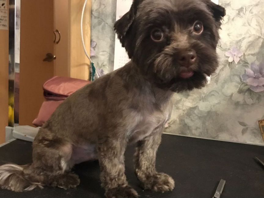 Собака маленькая порода