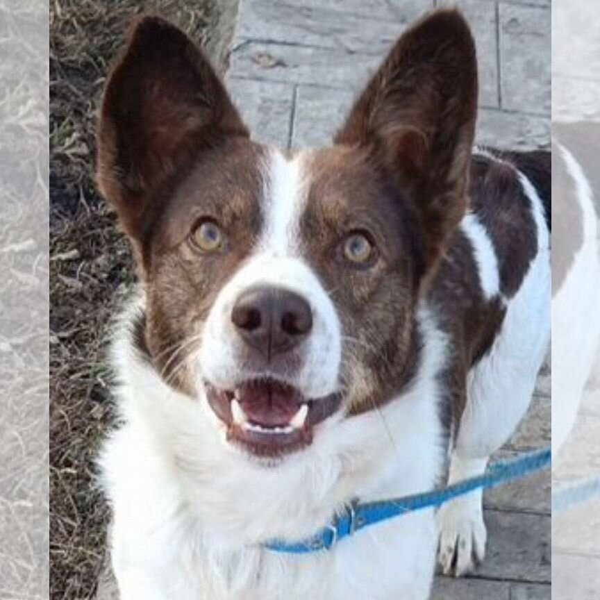 Взрослый пёс в добрые руки