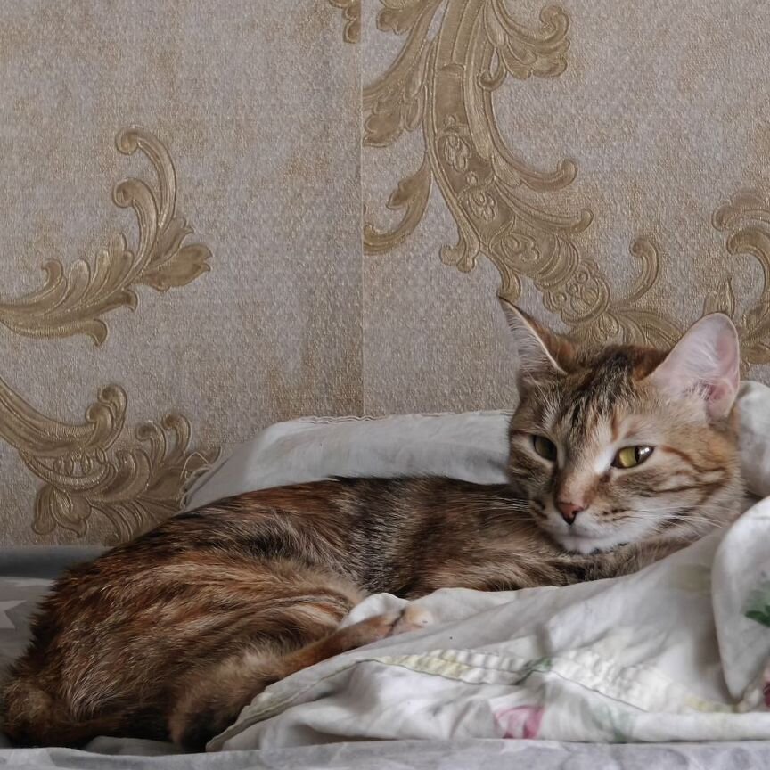 Кошка в дар бесплатно