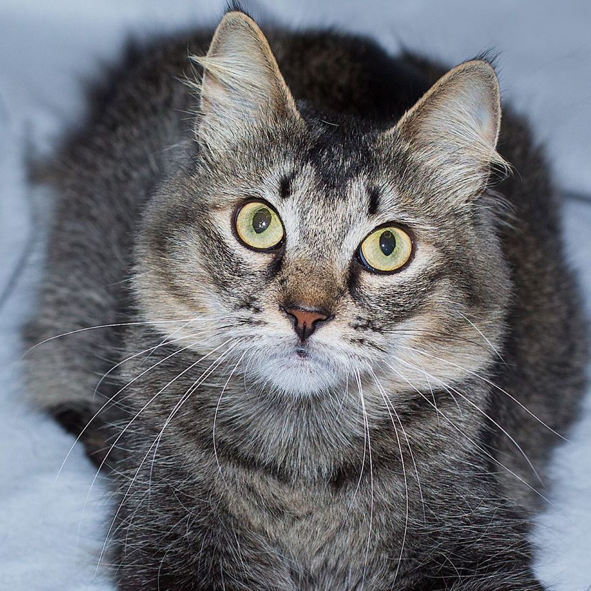 Лесная красавица