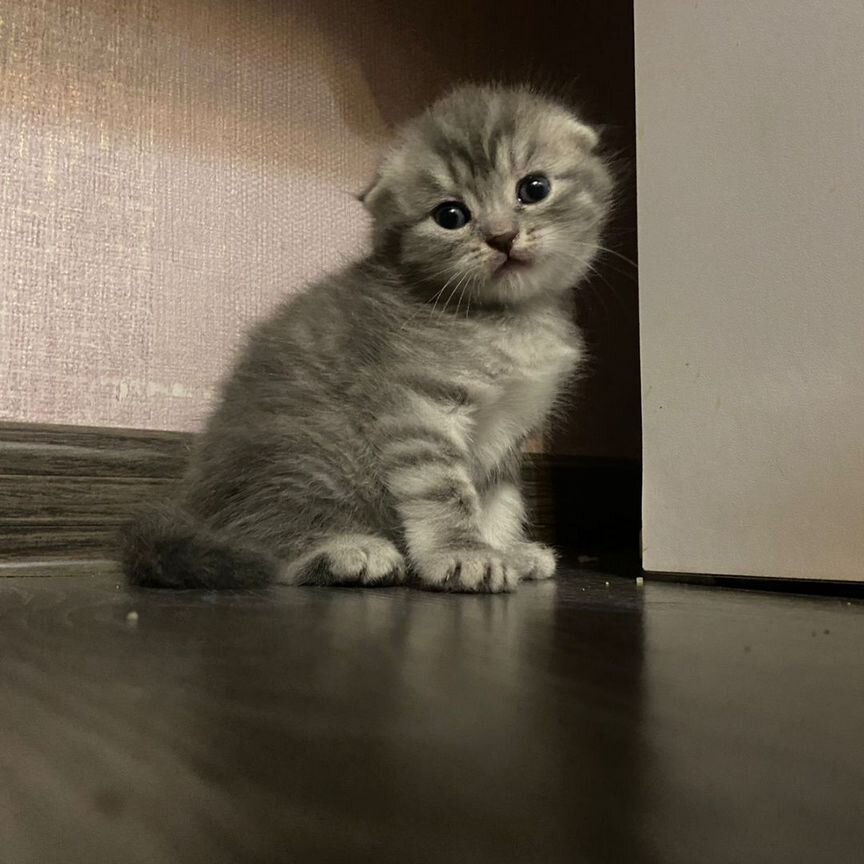Шотландские вислоухие котята