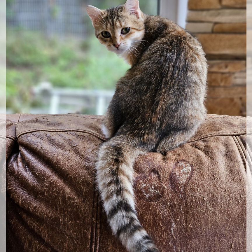 Рыжий котенок