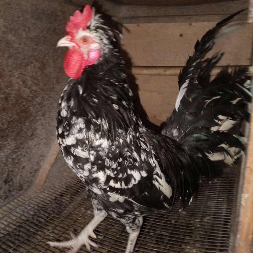 Петушок Гудан