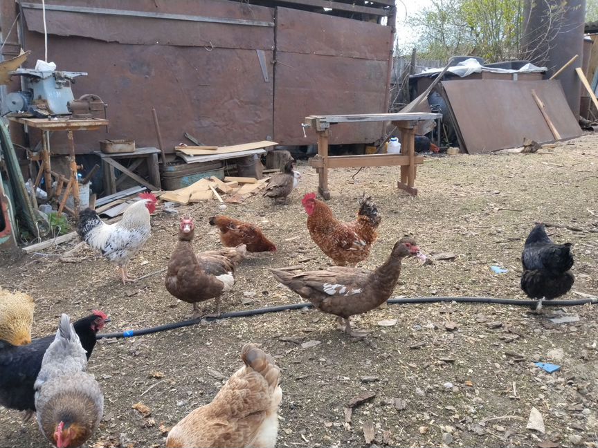 Индоселезни коричневые