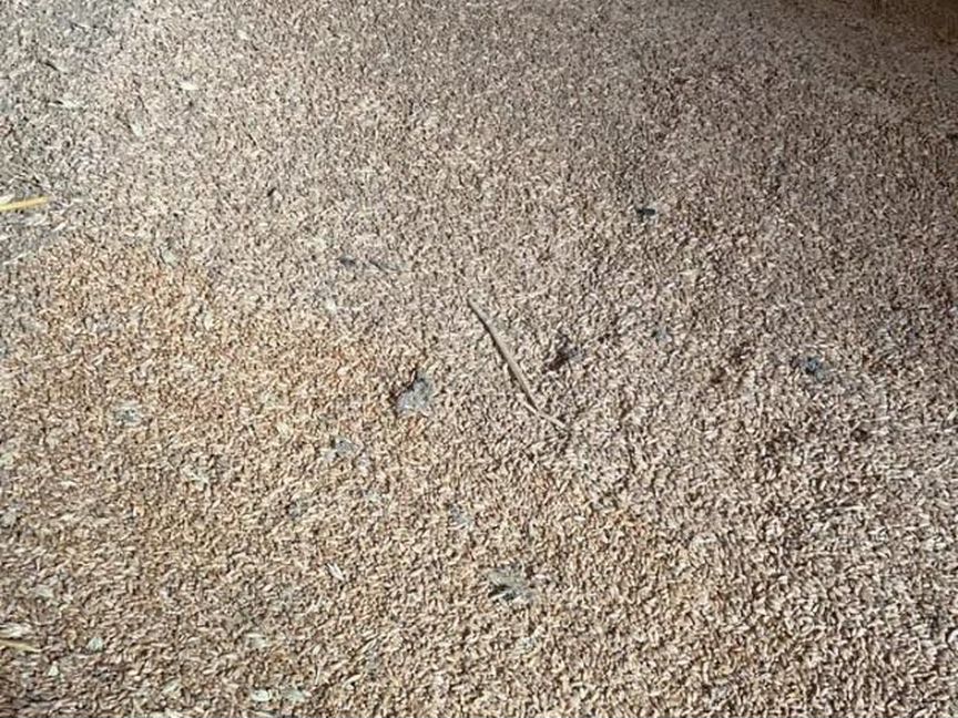 Кормовая пшеница