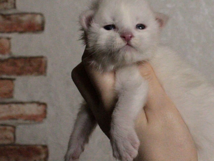 Чистокровный белый мальчик (бронирование)