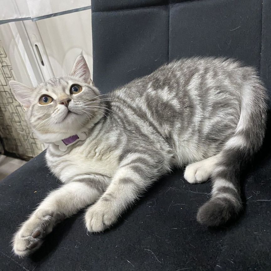 Отдам кошку