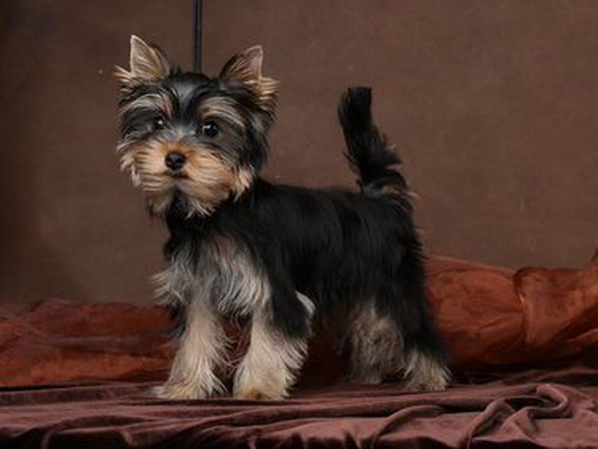 Очаровательные сестрёнки йорочки