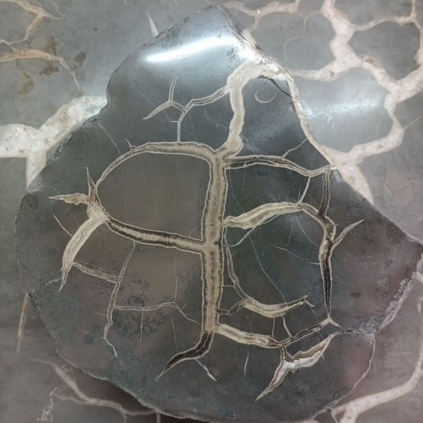 Черепаший камень, Септария