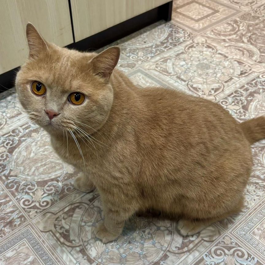 Британский короткошёрстный кот, взрослый