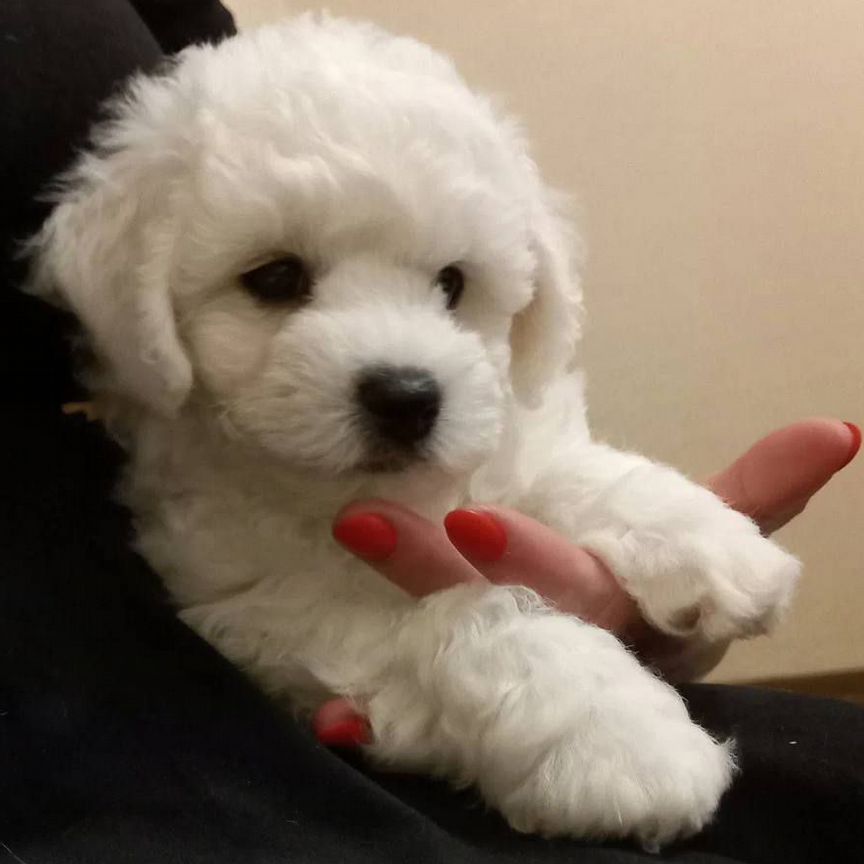 Щенки Бишон Фризе