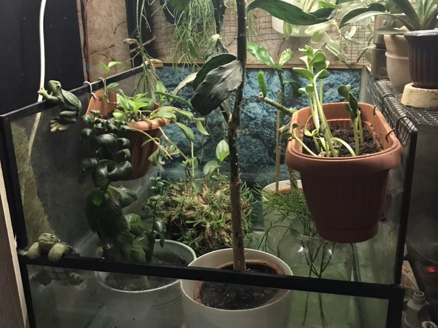 Черепашатники