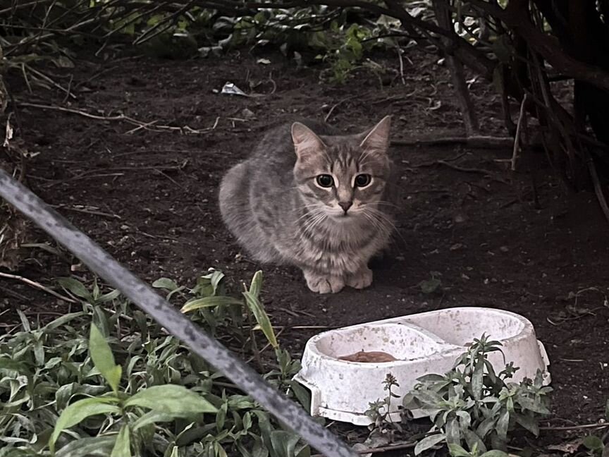 Серый котенок в добрые руки