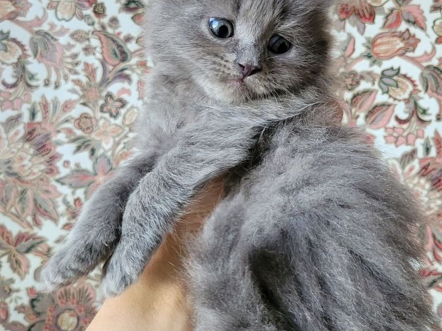 Британский котёнок