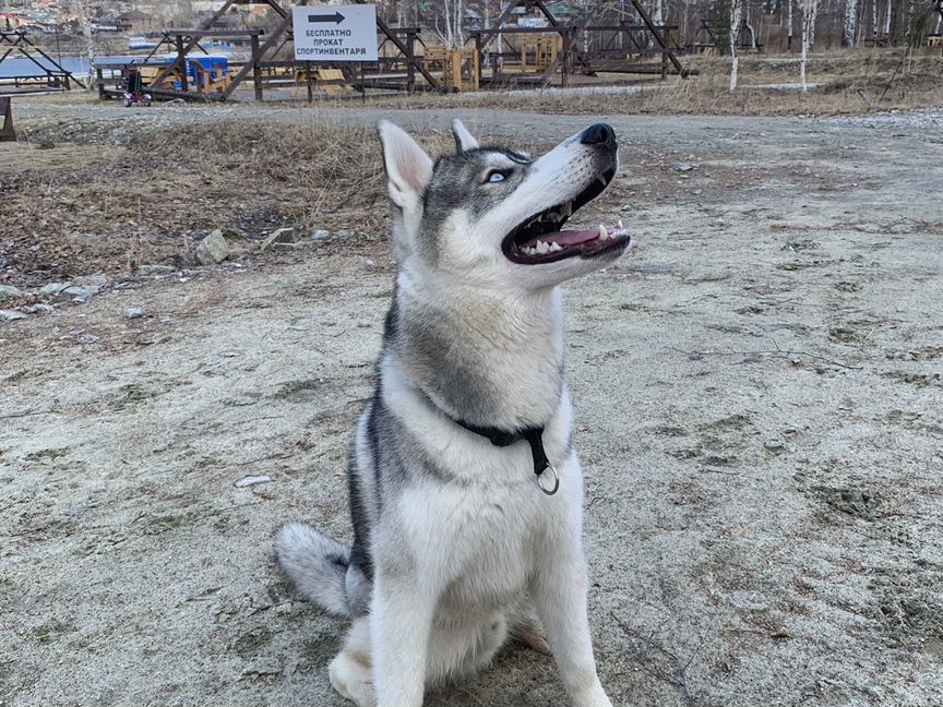 Хаски в добрые руки