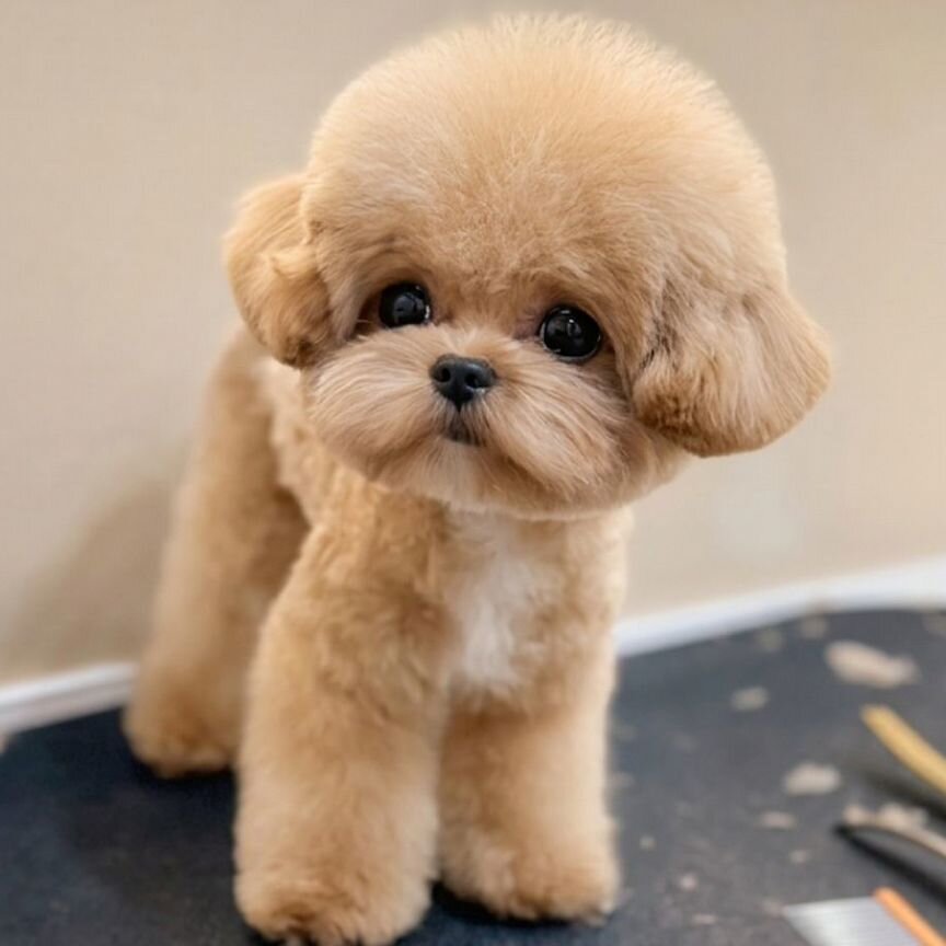 Той-пудель, щенок